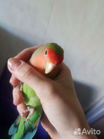 Попугай неразлучники