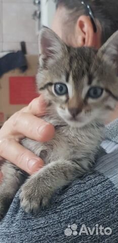 Котята в добрые руки бесплатно