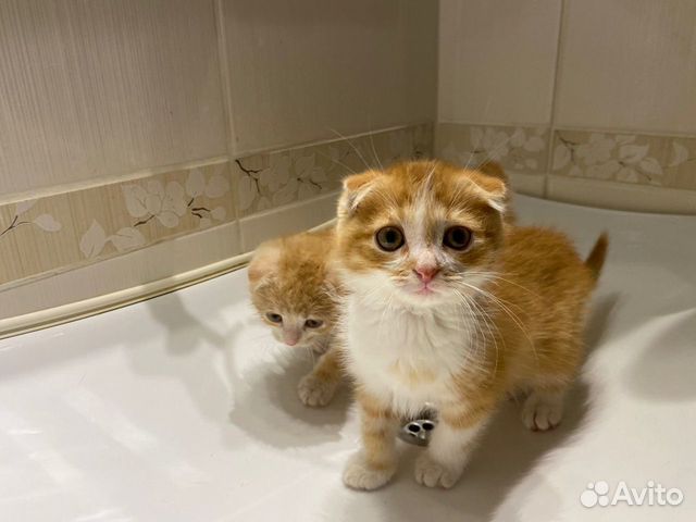Вислоухий котёнок