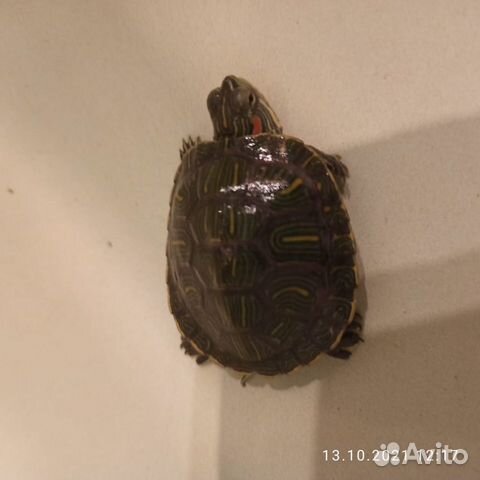 Красноухая черепаха маленькая