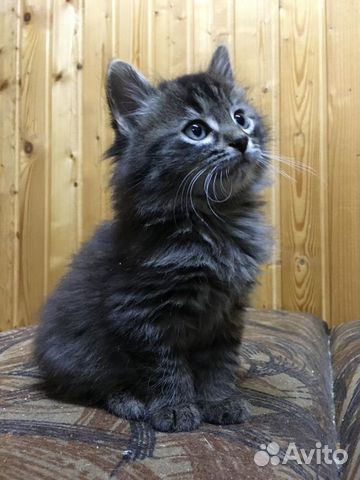 Милый котик в добрые руки