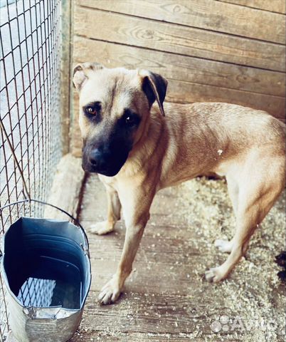 Собака погибнет