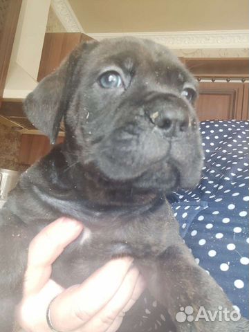 Щенки кане Корсо