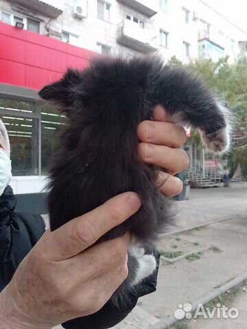 Крохи ищут дом или передержку