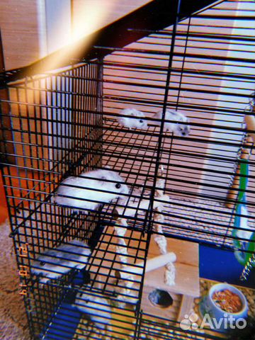 Джунгарские хомячки с большой клеткой