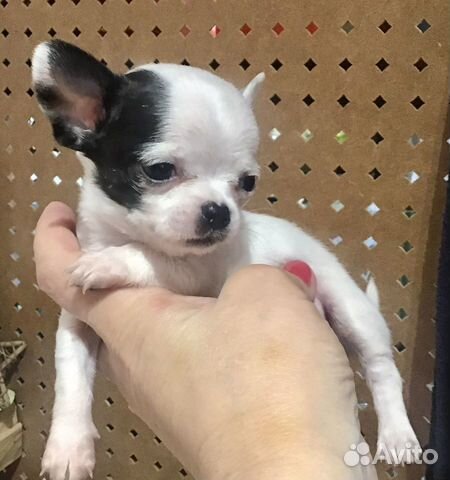 Чихуахуа mini и micro РКФ