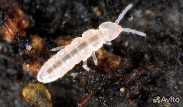 Ногохвостки