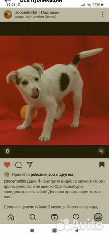 Сладкий маленький потрясающий щеночек