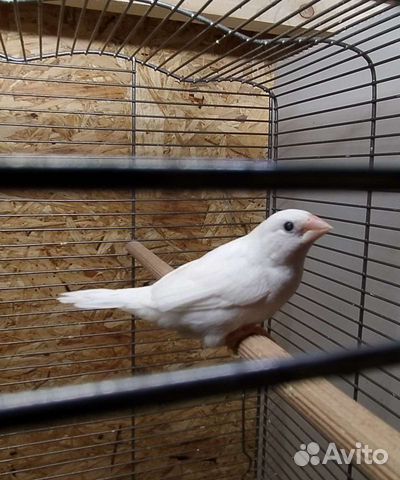 Японская амадина