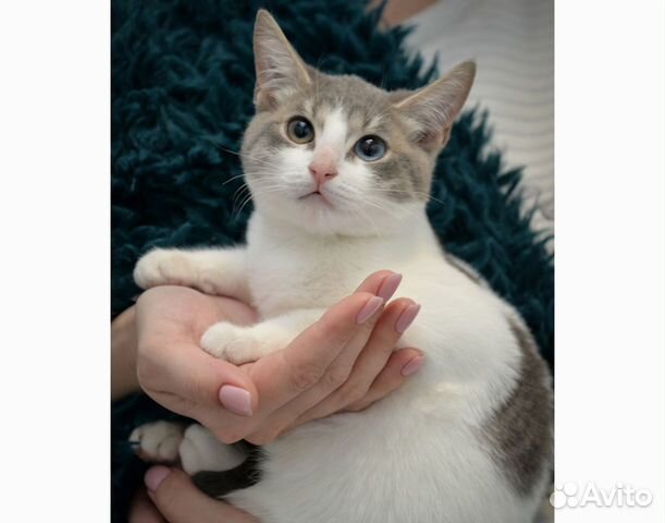 Ласковая девочка котенок 3 месяца