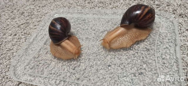 Улитки ахатины