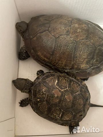 Черепаха