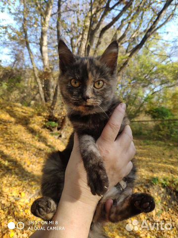 Кошки в добрые руки