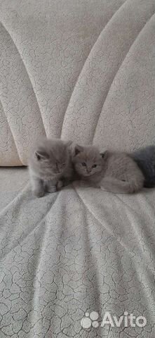 Британские котята
