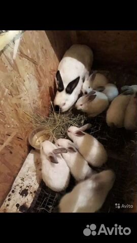 Калифорнийские кролики