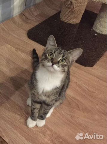 Кошка котёнок 6 мес