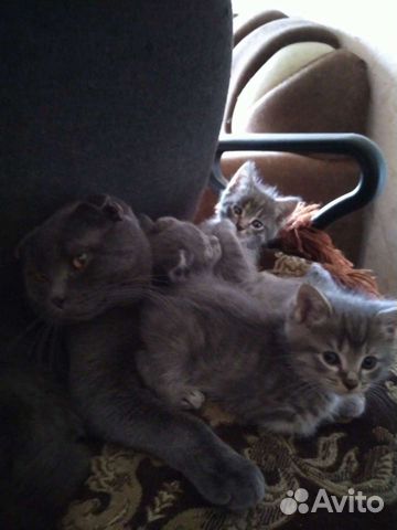 Кошка