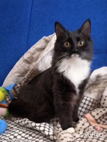 Кошка,6 мес в дар