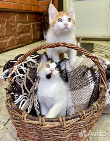 Чудесные котята