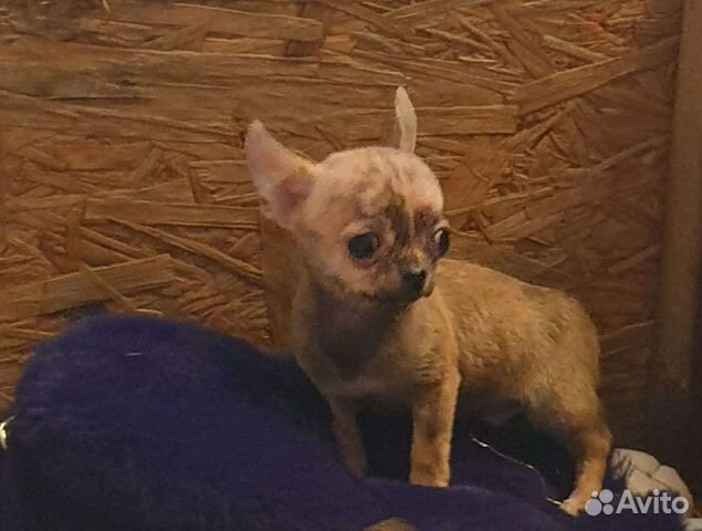 Супер мини, микро мальчик