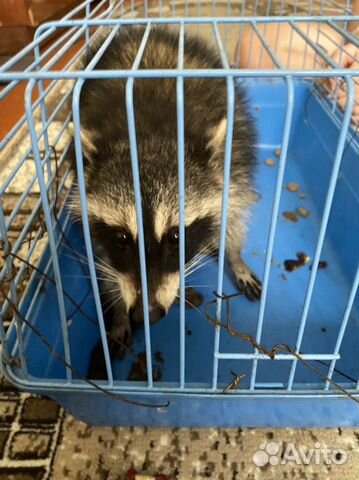 Енот полоскун