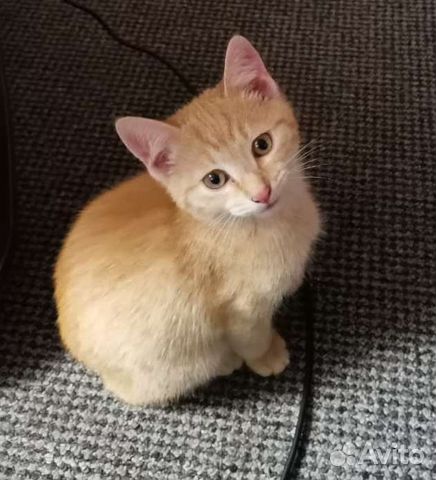 Котята отдам даром
