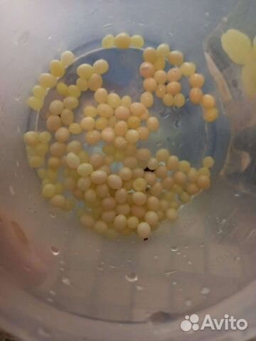 Яйца улиток