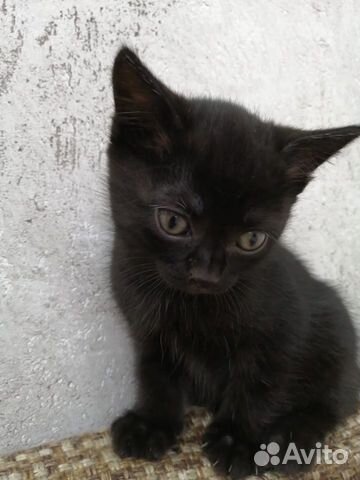 Кошки