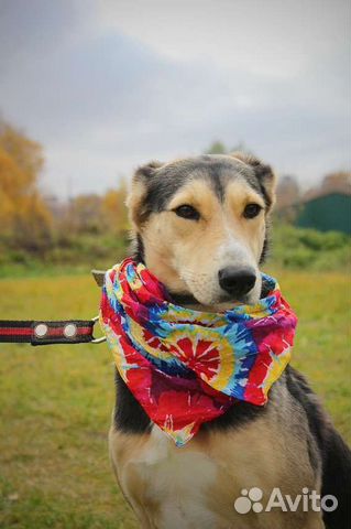 Спасите собаку из приюта