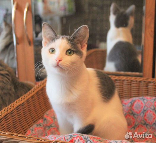 Котенок из приюта ищет дом