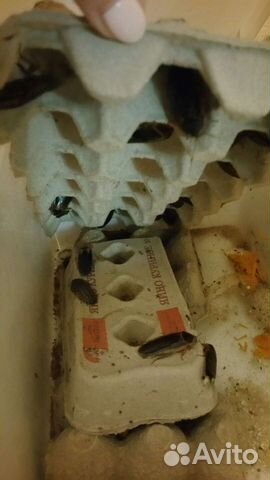 Аргентинский таракан