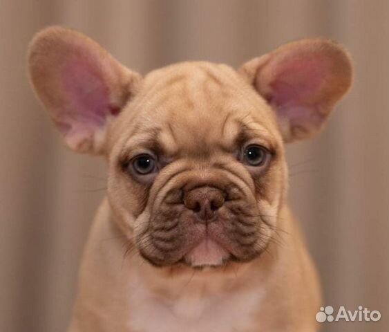 Шокопалевые мальчики носители изабеллы