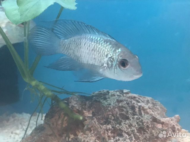 Рыбка наннакара