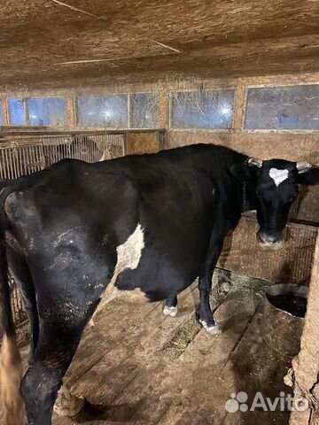 Корова дойная