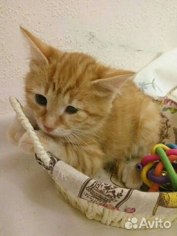 Маленькое рыжее солнышко