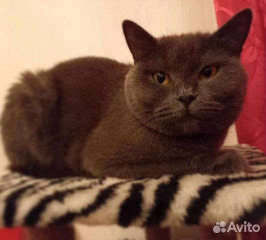 Кошка шартрез