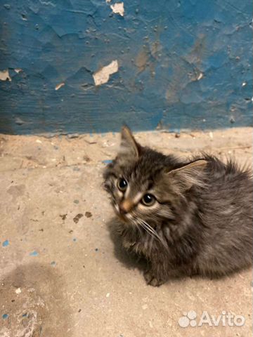 Котенок сибирской кошки