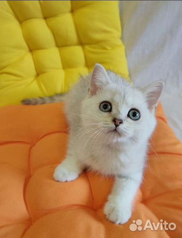 Серебристая красавица