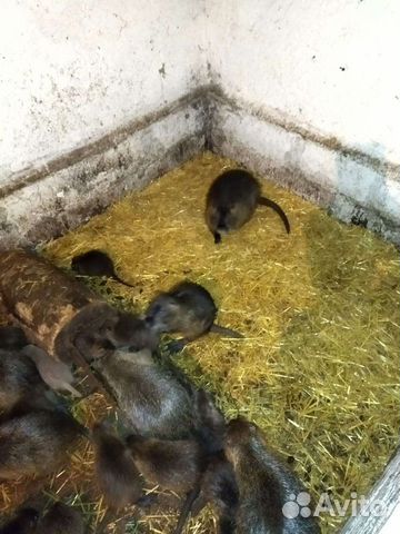 Продаются нутрии