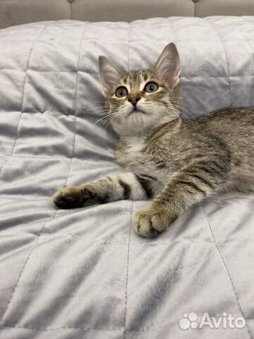 Котенок
