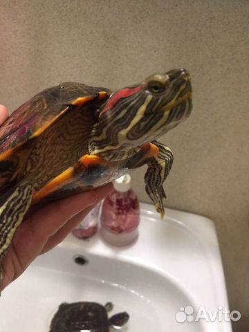 Черепашки с аквариумом