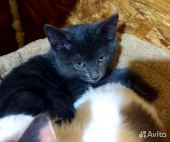 Котенок голубой окрас Лёша 2 мес Подкидыш