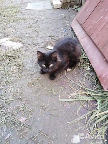 Черный котенок