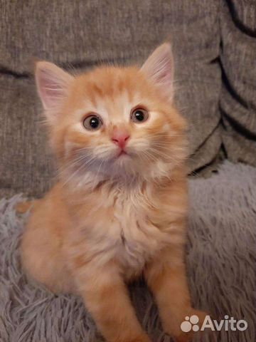 Очаровательные котята в дар 1,5 мес