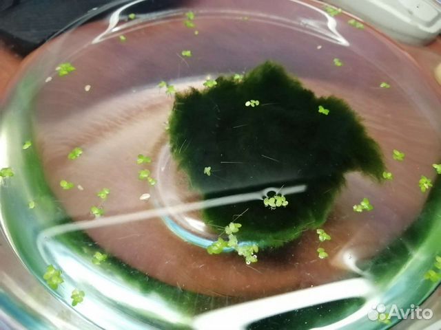 Мох кладофора