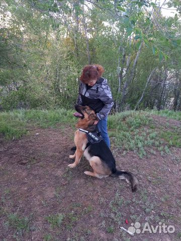 Приглашает на вязку кобель немецкой овчарки