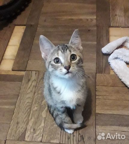 Котенок-девочка,3 мес