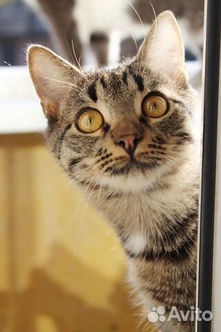 Котенок Кузя ищет дом