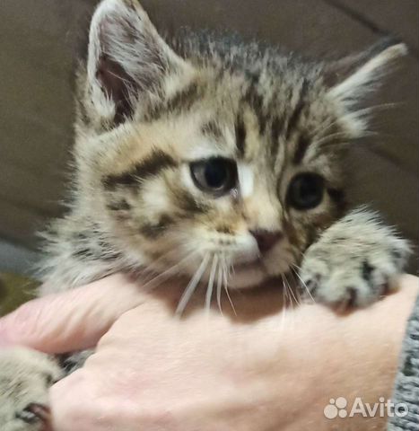 Котёнок девочка маленькая нежная малышка