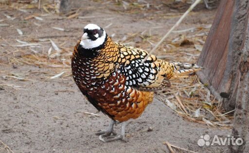 Королевский фазан